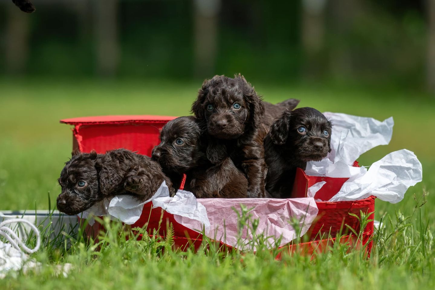 Premier GWP Breeding, gun dog Training & Guiding Services – German ...