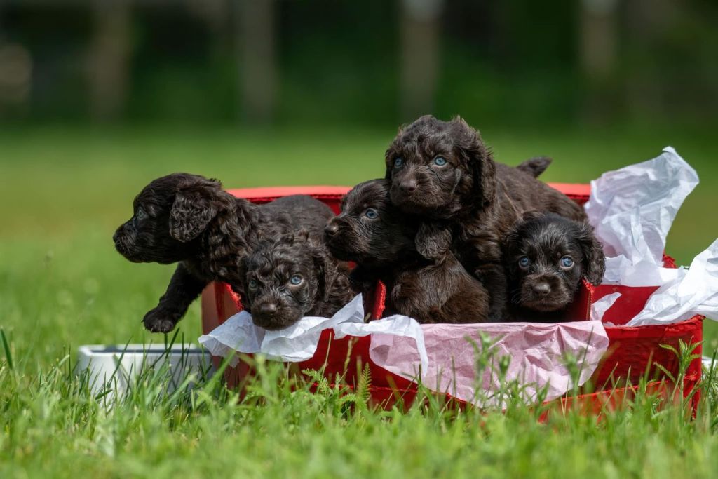 Premier GWP Breeding, gun dog Training & Guiding Services – German ...