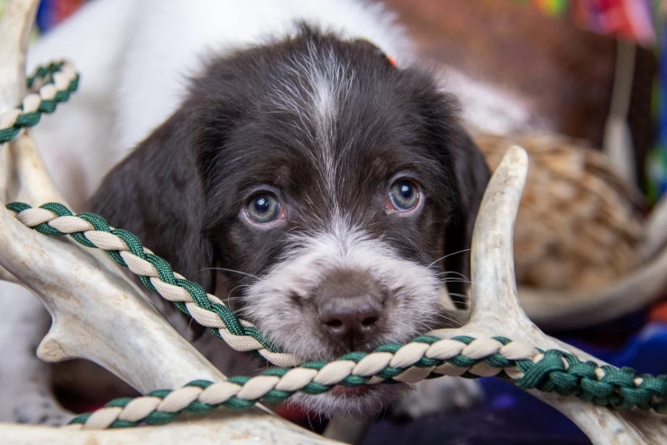 Premier GWP Breeding, gun dog Training & Guiding Services – German ...