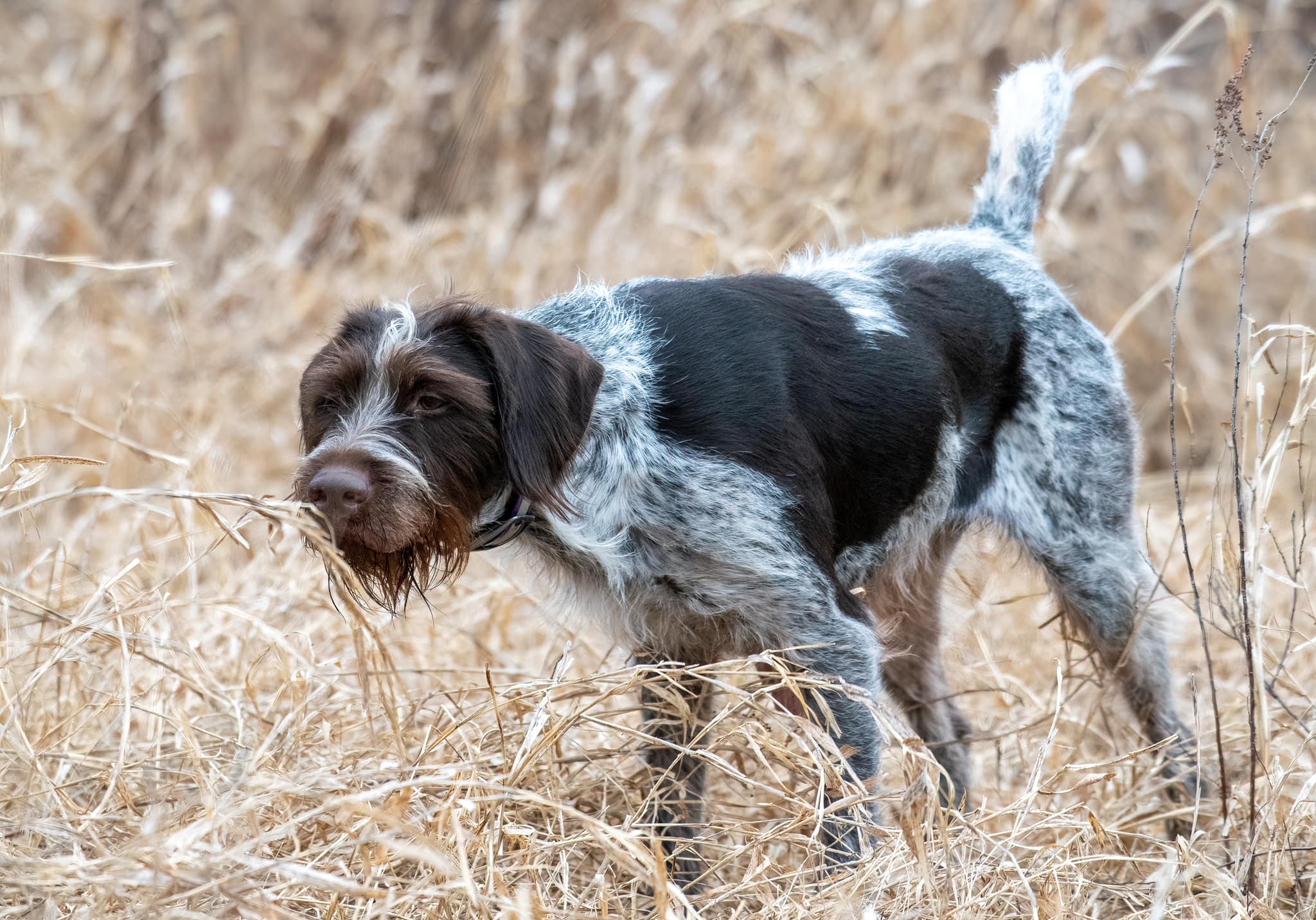 AVAILABLE & UPCOMING LITTERS – Premier GWP Breeding, gun dog Training & Guiding Services