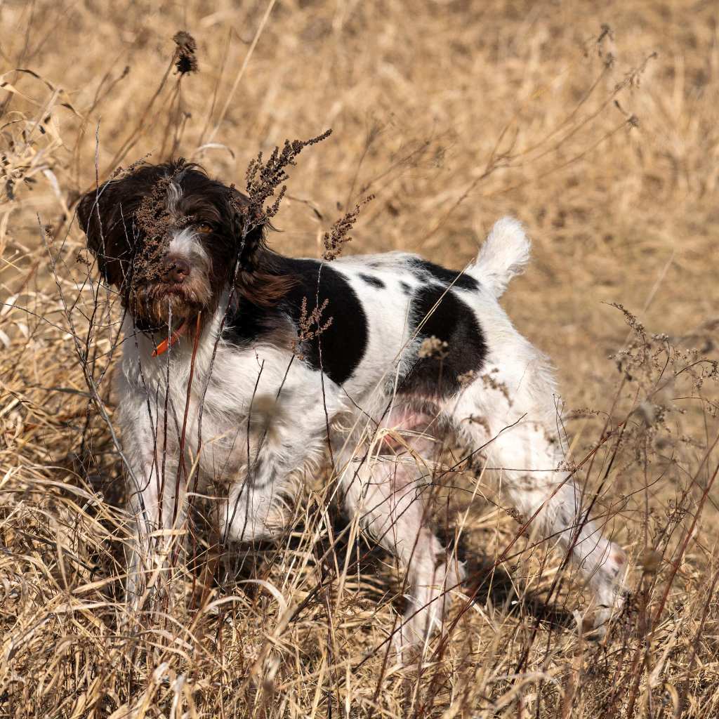 AVAILABLE & UPCOMING LITTERS – Premier GWP Breeding, gun dog Training & Guiding Services