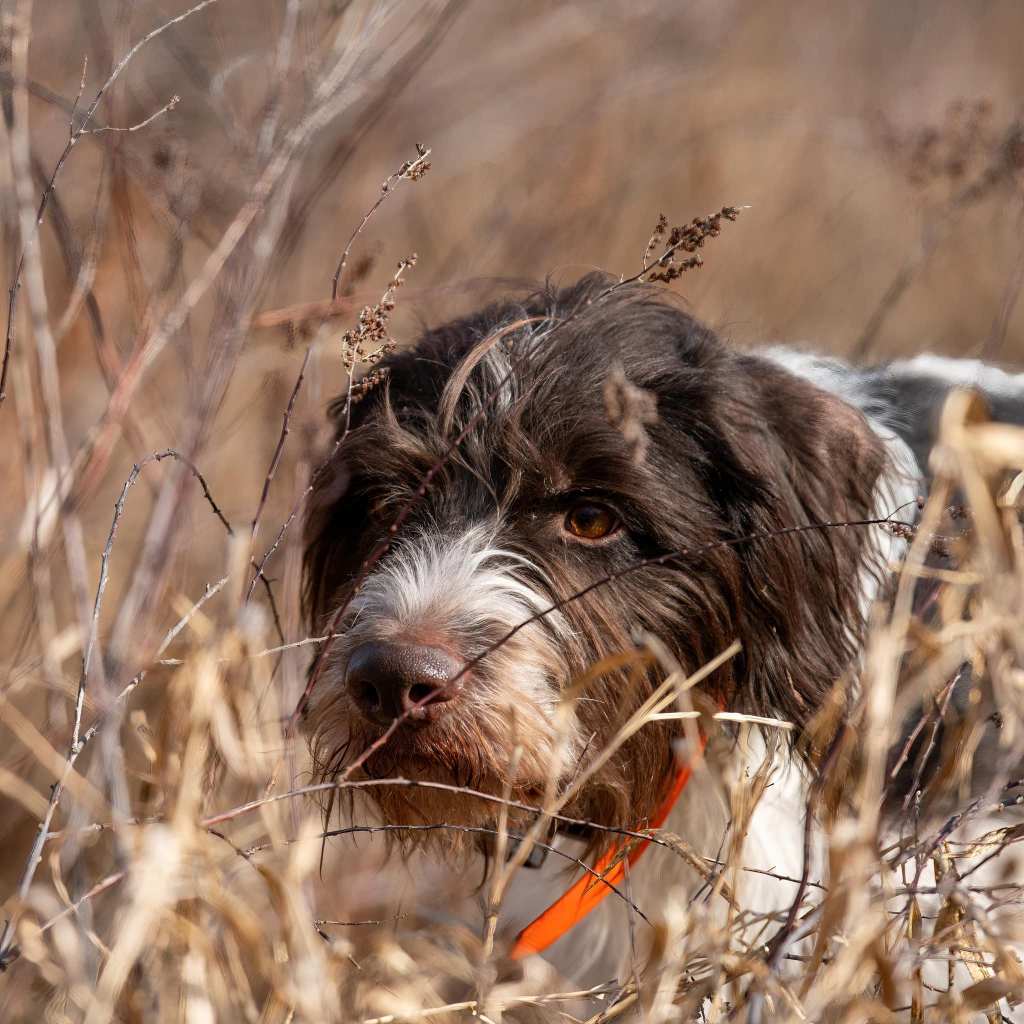 AVAILABLE & UPCOMING LITTERS – Premier GWP Breeding, gun dog Training & Guiding Services